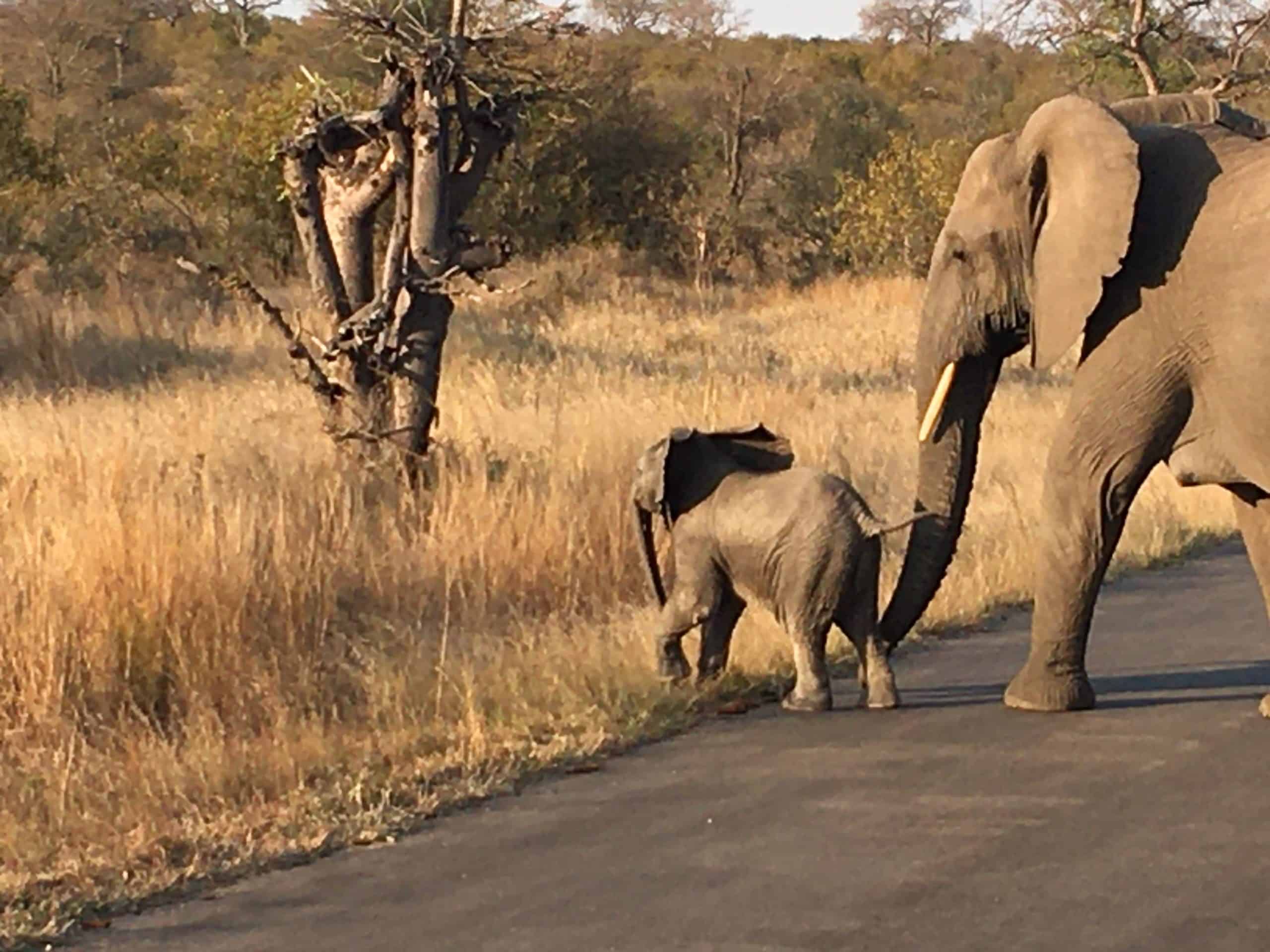 Experience The Wild: Exclusive Safari Adventures - Covington Travel ...